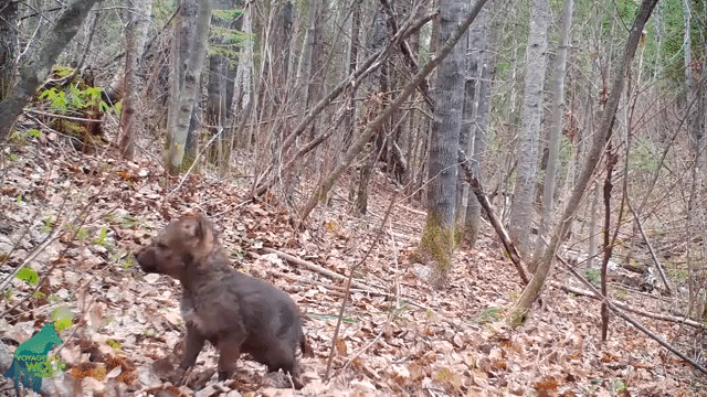 Tiny Wolf Pup Tries Howling for the Very First Time
