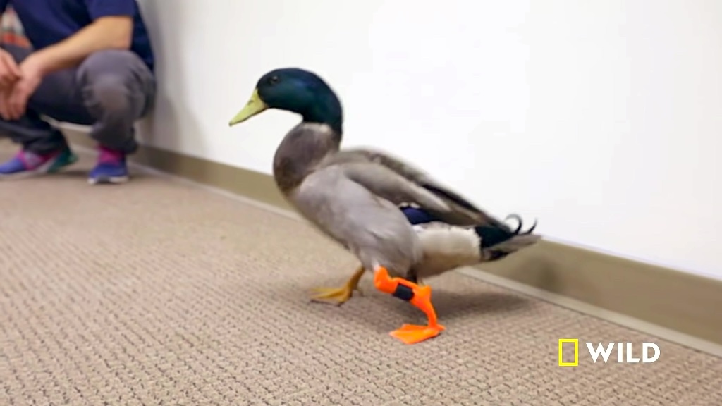 Pet Duck Born With Deformed Leg Gets an Amazing Safety Orange 3D ...