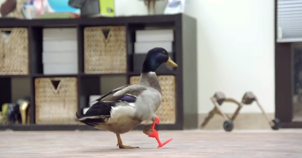 Pet Duck Born With Deformed Leg Gets an Amazing Safety Orange 3D ...
