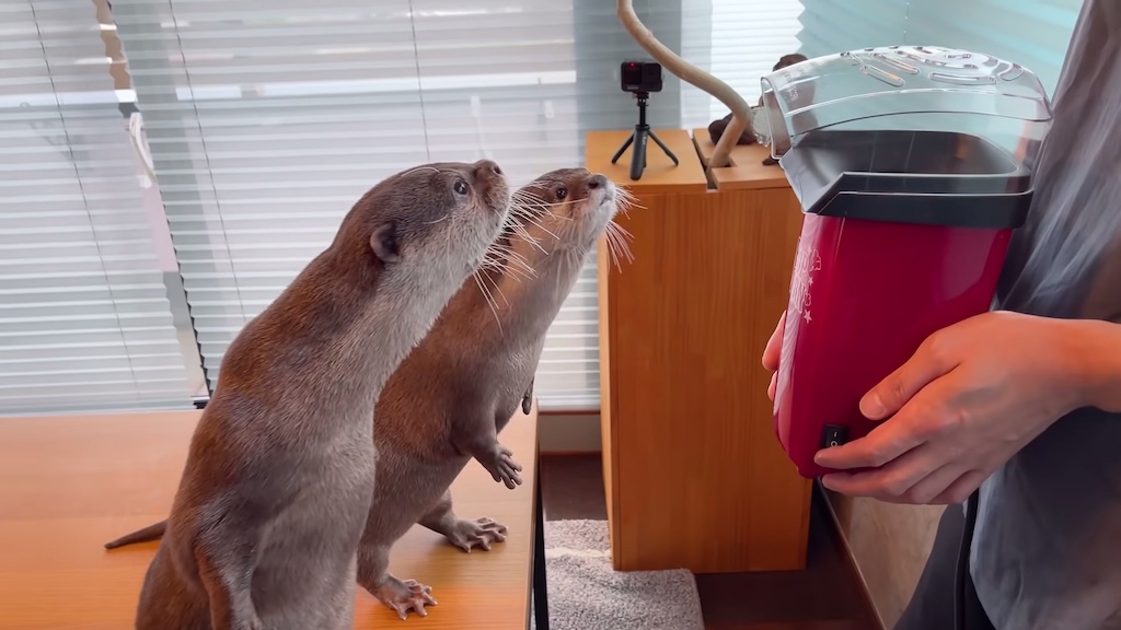 A Pair of Curious Pet Otters Are Utterly Baffled by Their Human's ...