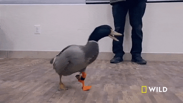 Pet Duck Born With Deformed Leg Gets an Amazing Safety Orange 3D ...