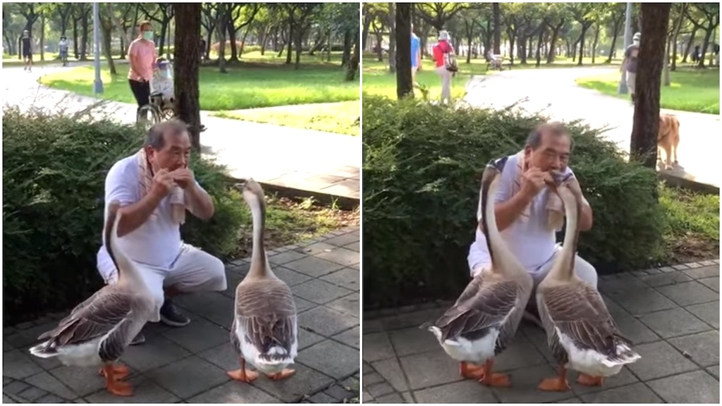 A Pair of Music-Loving Geese Are Transfixed by Man Playing Harmonica ...