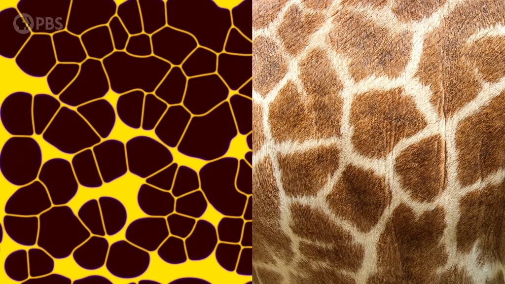 The Simple Code Behind Complex Natural Patterns