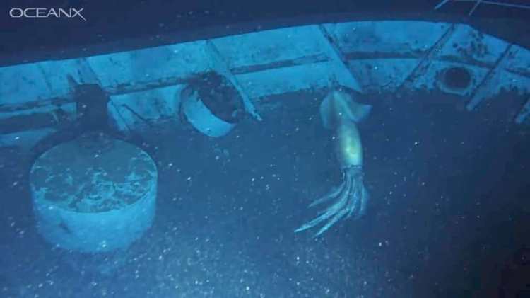 OceanXplorer ROV Captures Footage of a Purpleback Flying Squid Inside a ...