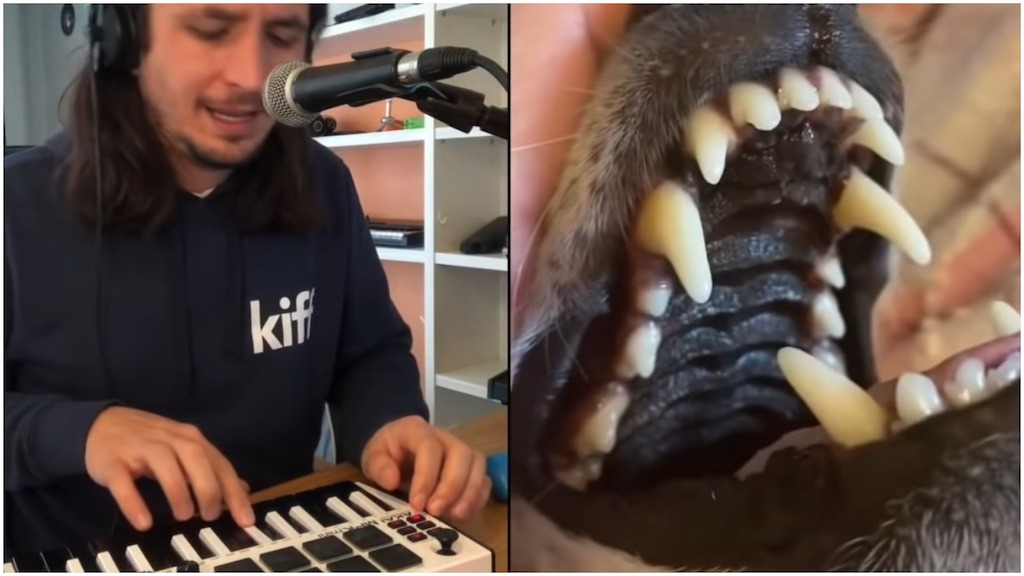 'La La La' Singing Dog Remixed Into a Catchy Song