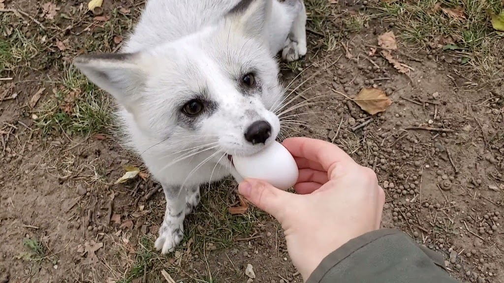 Rescued Foxes Are Individually Given an Egg as a Treat