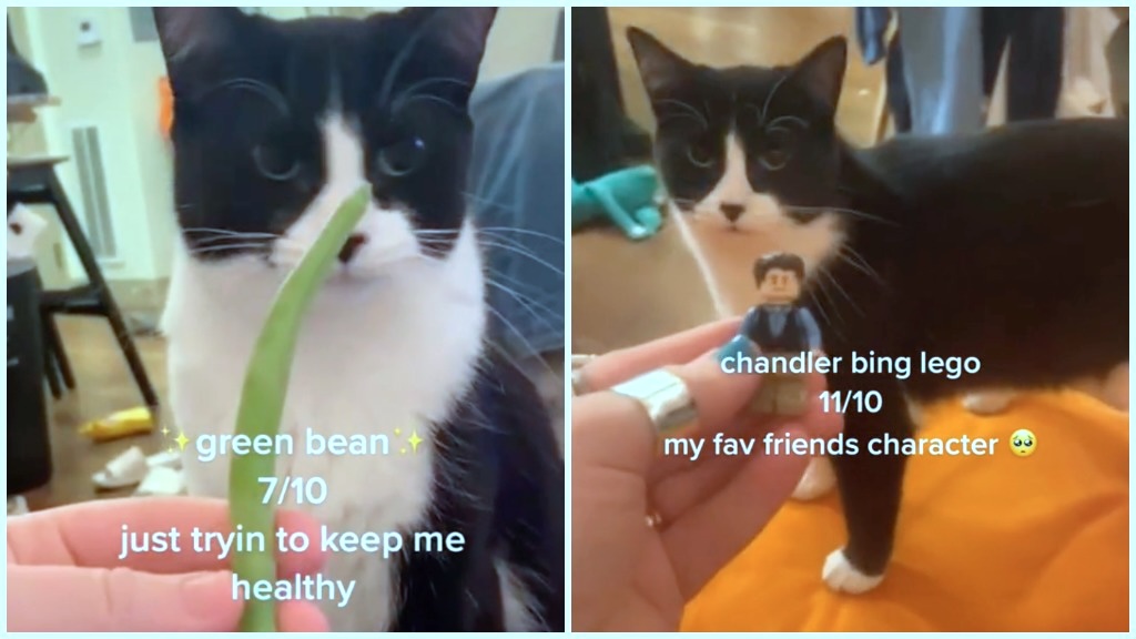 Woman Hilariously Rates the Random Items That Her Cat Brings to Her ...