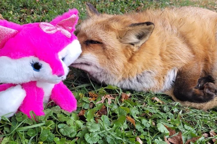 Fluffy Fox Laughs Loudly While Being Tickled
