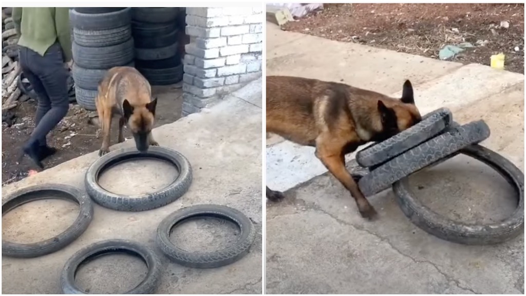 Dog Figures Out How to Pick Up Four Tires at Once
