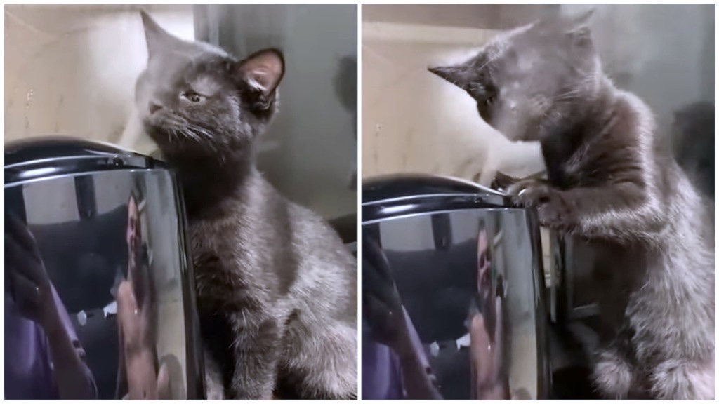 Gray Kitten Gets a Face Full of Humidifier Mist