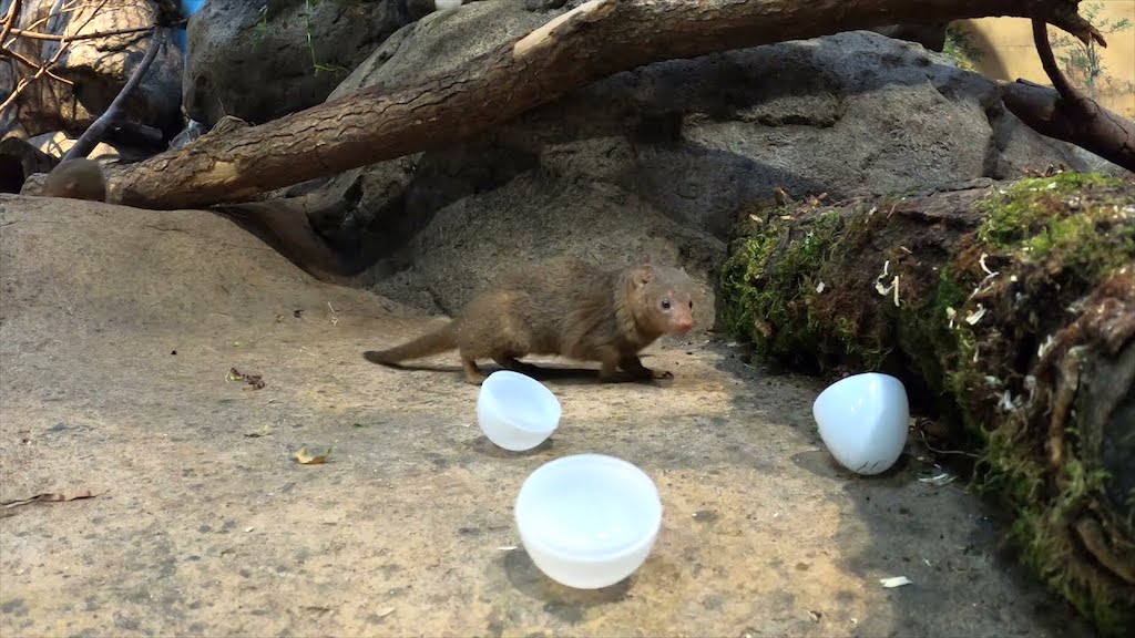 Dwarf Mongooses Adorably Play With Toy Eggs