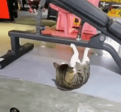 Determined Tabby Cat Does Crunches at the Gym