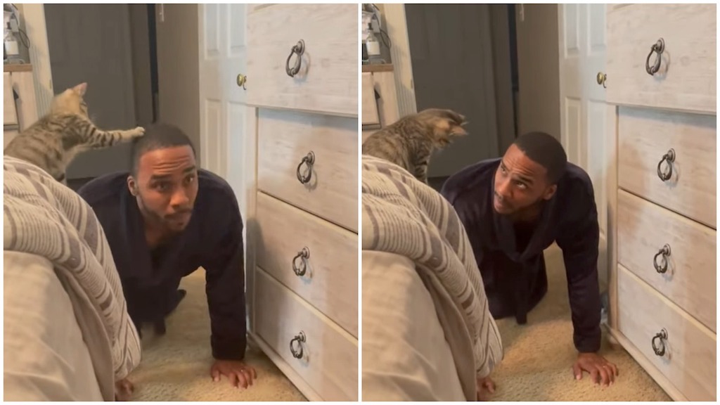 Affectionate Cat Reaches Up For Hug From His Human