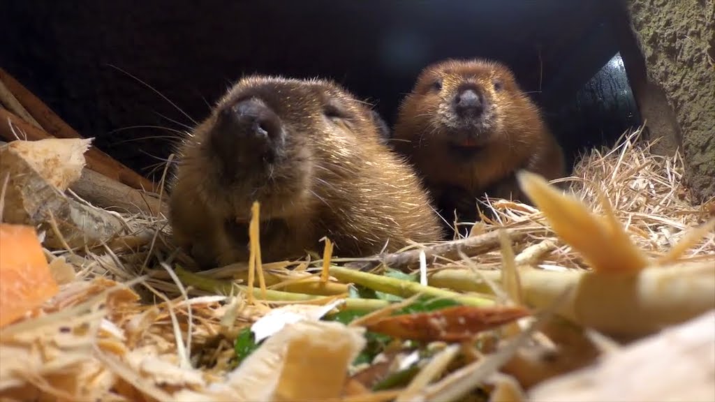 Beavers Maple and Filbert Give a Tour of Their Cozy Cascade Stream and ...