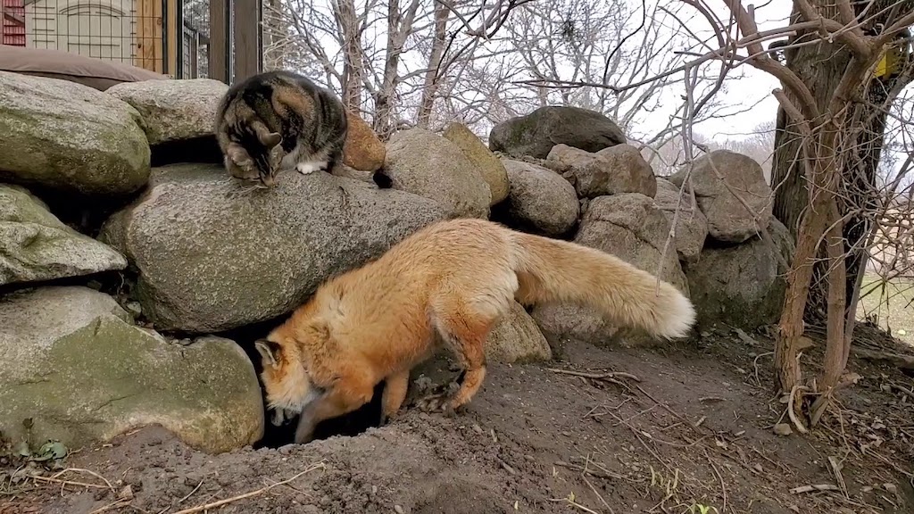 Finnegan the Fox Shows Off His Newly Dug Dens