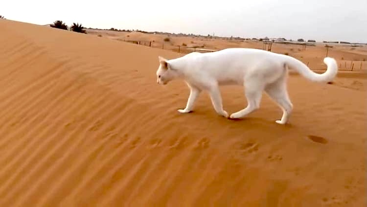 Cat Walks Across the Sand in Her Own Footprints