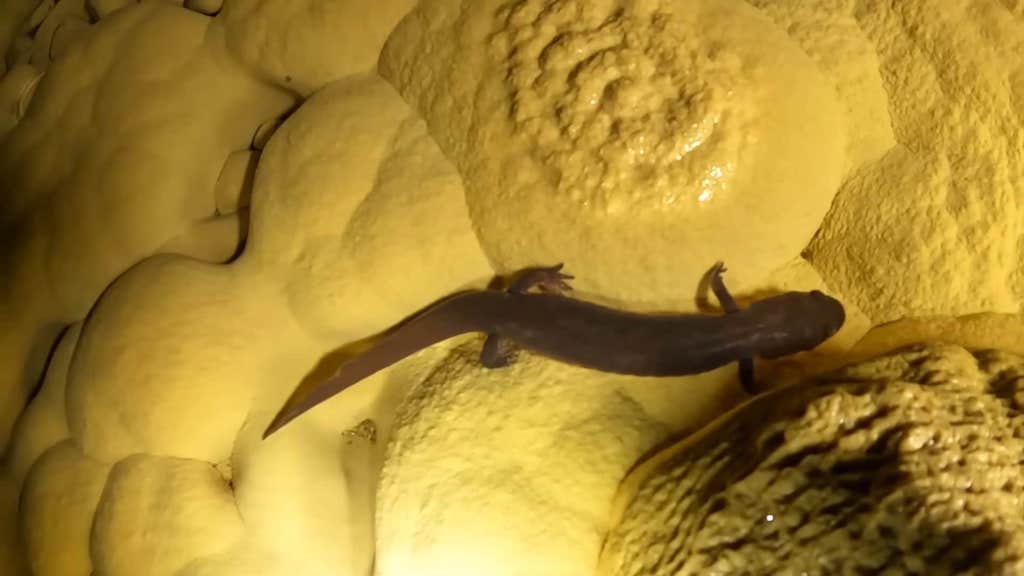 Spelunking Twins Explore a Hole That Leads to a Massive 220 Foot Drop ...