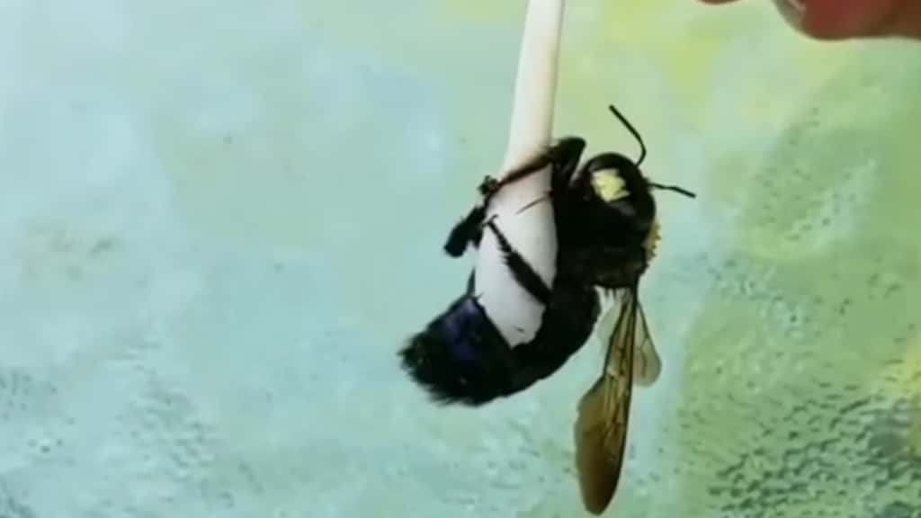 Compassionate Woman Adopts a Flightless Carpenter Bee During the Final ...