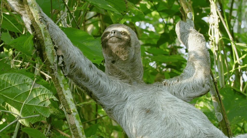 The Remarkable Symbiotic Ecosystem That Exists Within the Fur of the ...