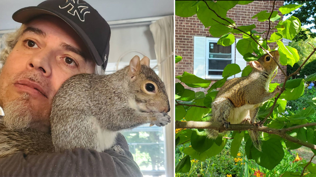 Clever Squirrel Takes a Flying Leap Off a Fence to Get a Bird Feeder ...