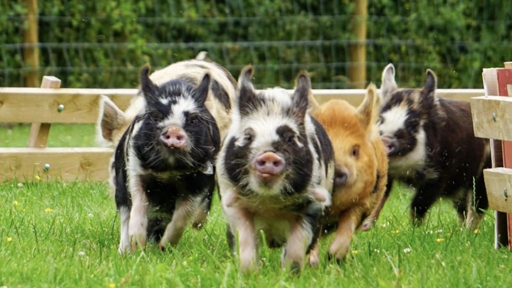 Pigs From Around the World Race Against Each Other in Challenging ...
