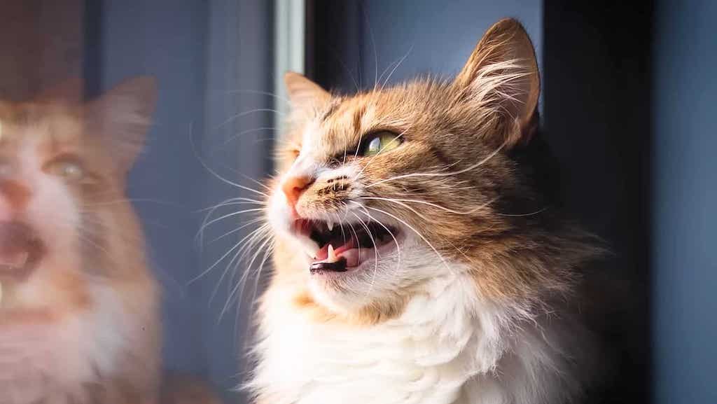 Explaining the Angry Sounds That Cats Make
