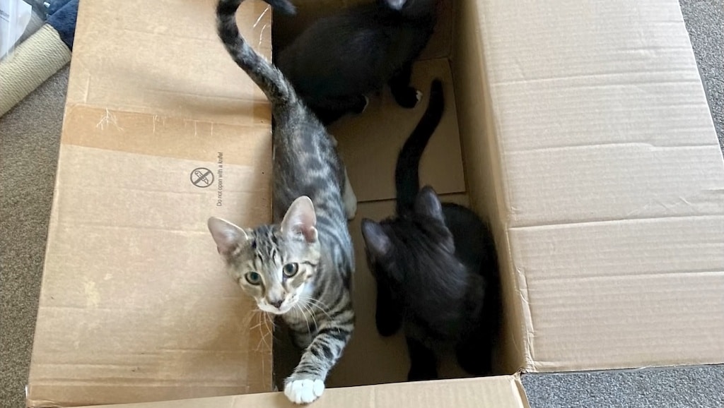 Why Cats Love Cardboard Boxes