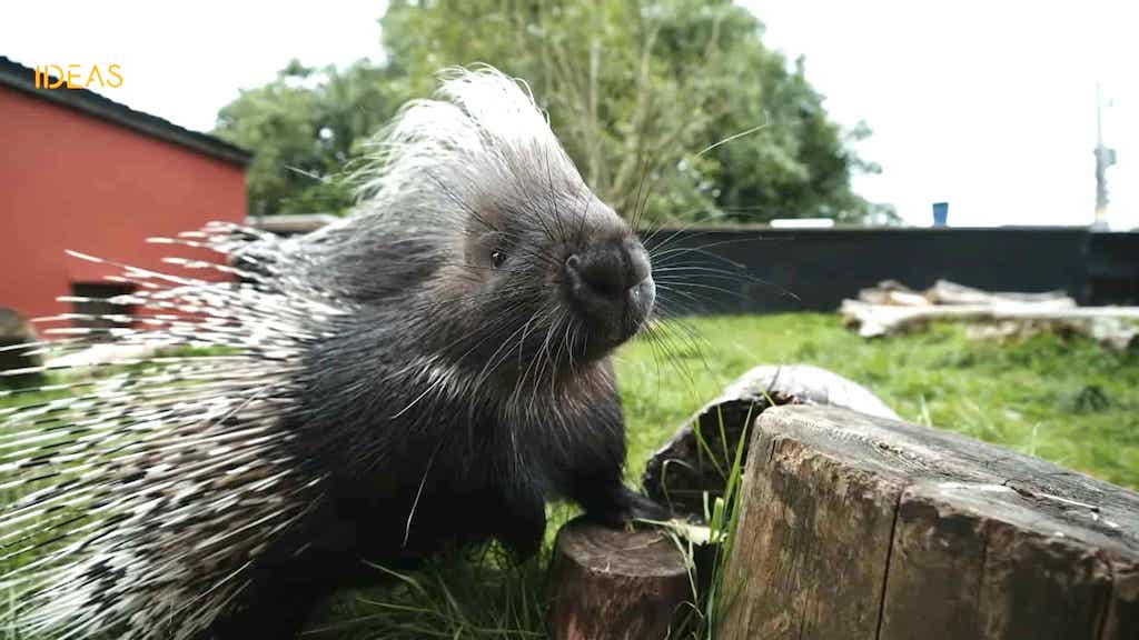 The Importance of Whiskers to an Animal