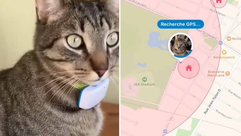 Woman Tracks Outdoor Cat's Movements With GPS