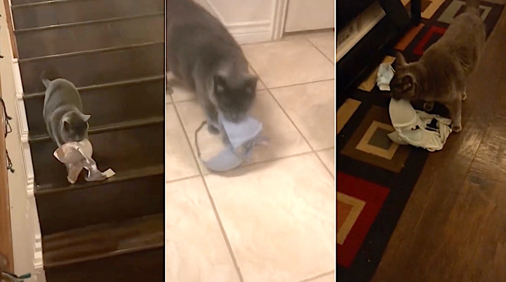 Creative Cat Delivers Roommate's Bras to Her Humans