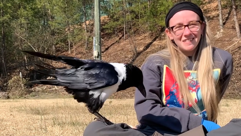 Clever Pied Crow Thinks He's More Human Than Bird