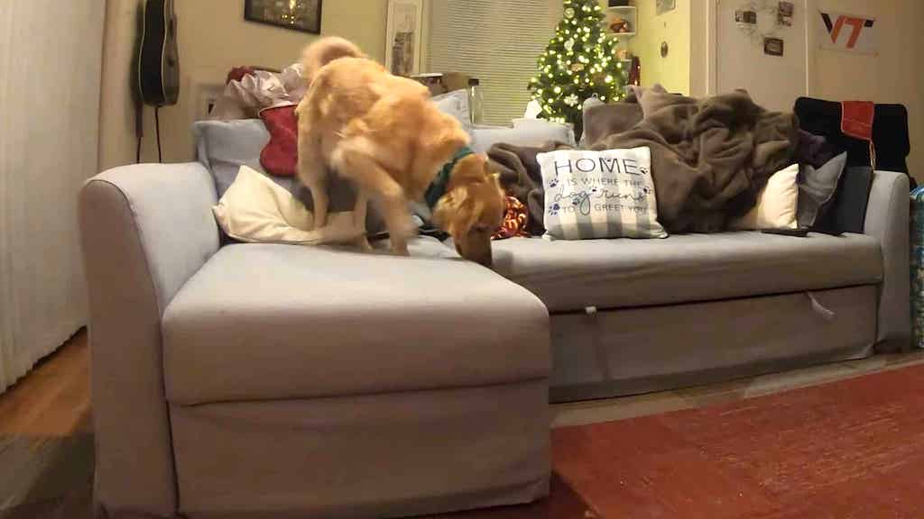 Woman Hides From Her Dog In the Couch