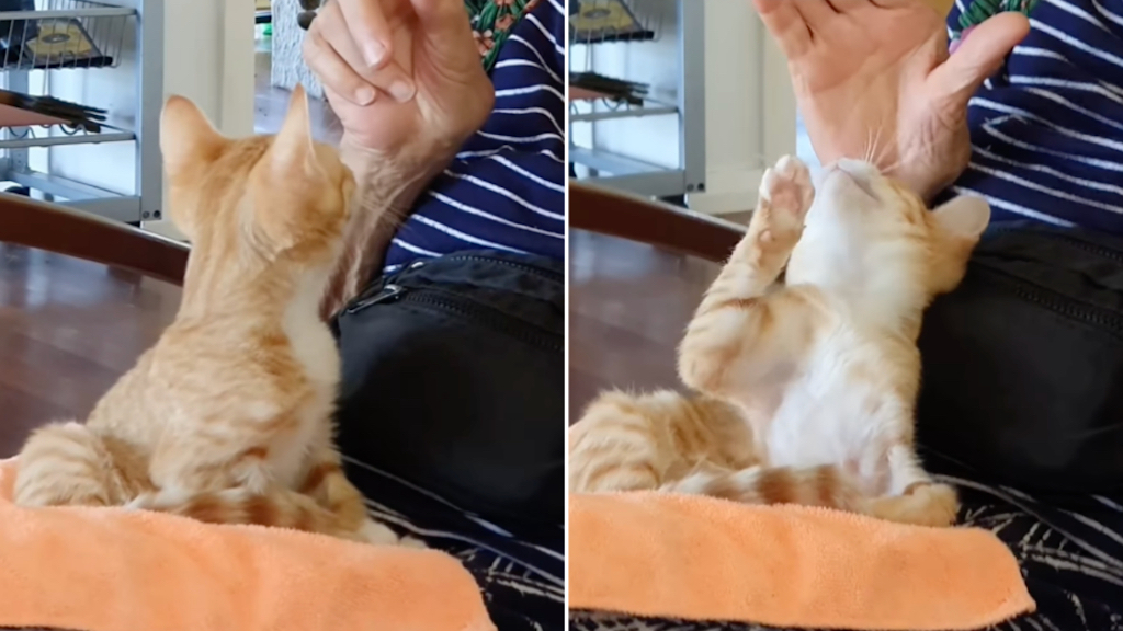 Little Kitten Is Mesmerized by Nonna's 'Italian Hands'