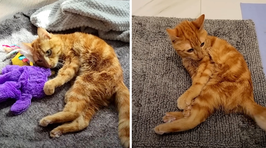 Wobbly Kitten Shows His Joy With Adorable Kicks