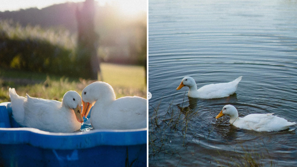 Kind Woman Finds a Fitting Friend for an Anxious Duck