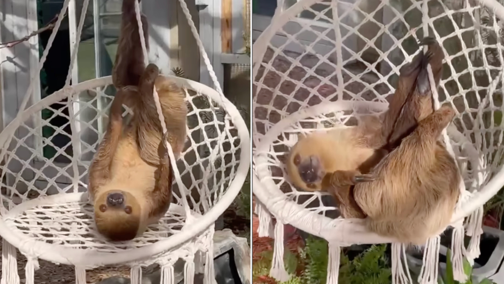 Artist Messages 50 Facebook Users With Paintings of Them as Sloths