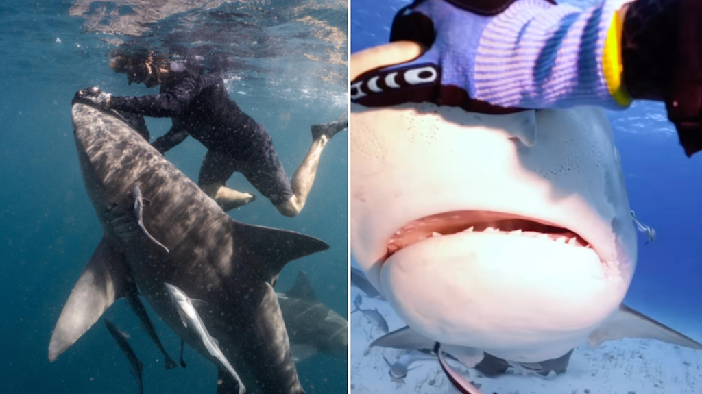 Friendly Bull Shark Loves Nose Rubs by Humans