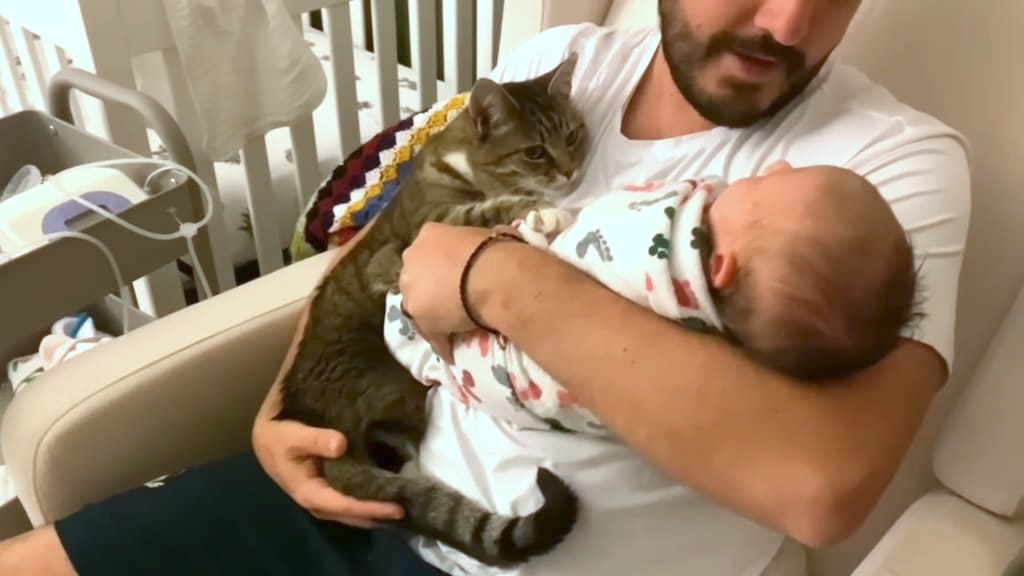 Family Cat Meets the New Baby For the First Time