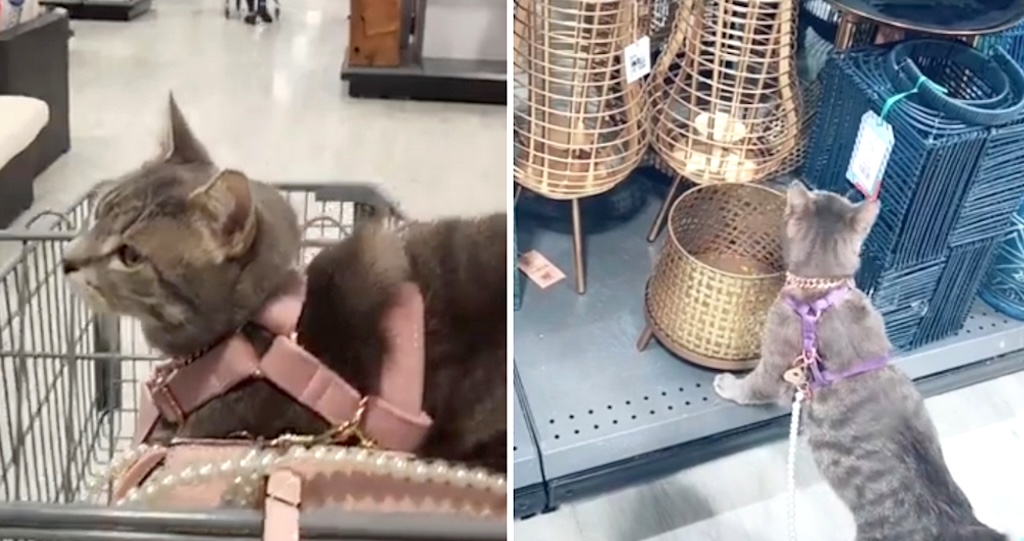 Gregarious Cat Adores Going Shopping With His Human