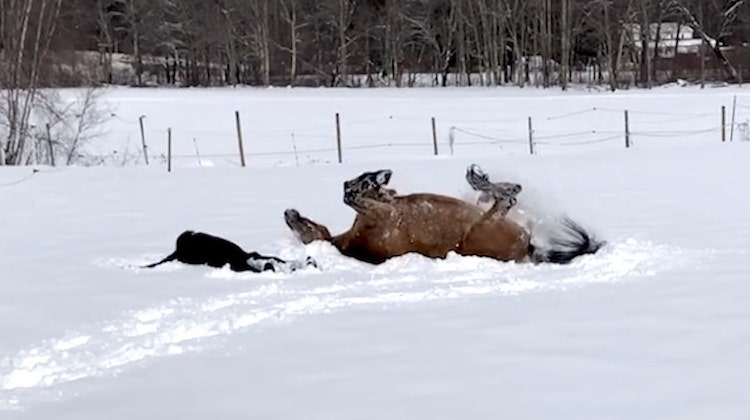 Horse Makes Snow Angels Alongside Her Human