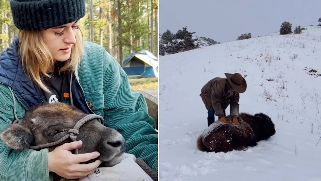 Woman Adopts Orphaned Baby Bison Into Her Family