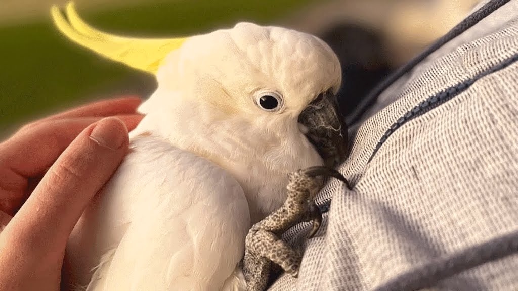 Neglected Cockatoo Gets New Life With Loving Humans