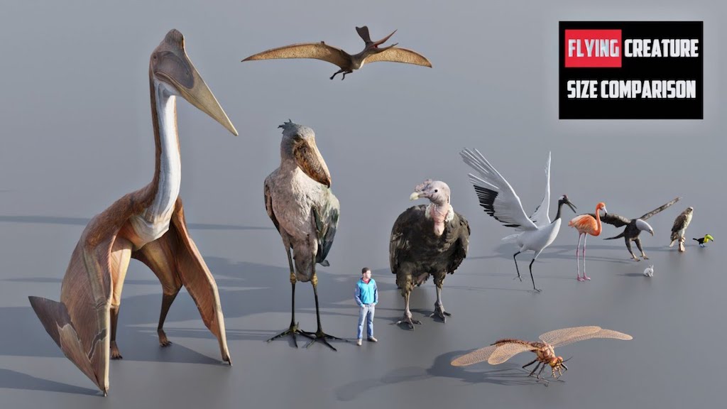 A Size Comparison of Flying Creatures