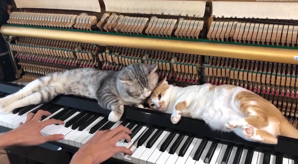 Two Sleepy Cats Nap Next to Piano Hammers