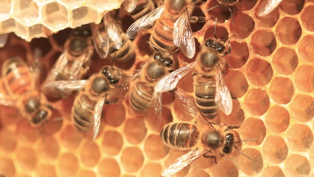 Young Honey Bees Learn to Dance by Watching Elders