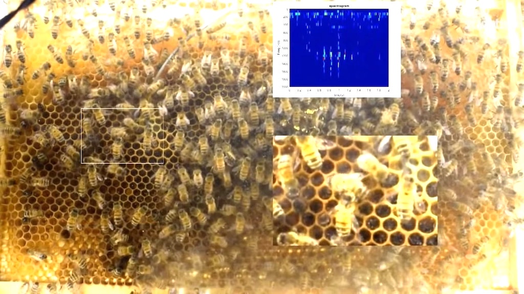 Honey Bees 'Whoop' When Bumping Into Each Other