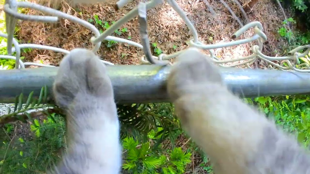 Camera Attached to a Cat's Collar Gives a Cat's Eye View As They ...