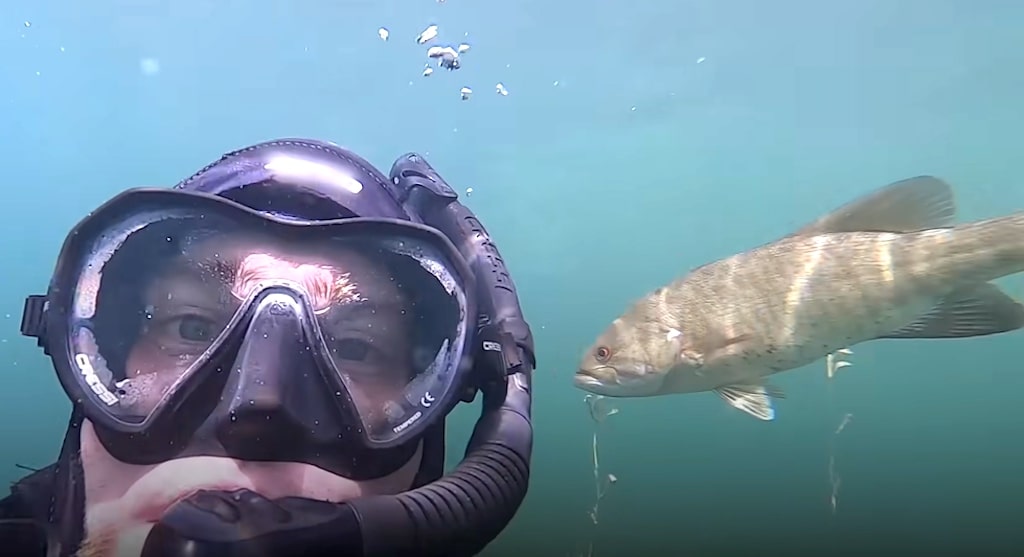 Diver Calls Fish Using a Unique Underwater Sound