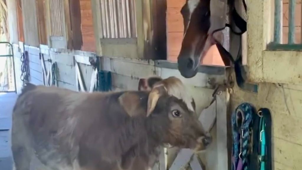 Friendly Cow Tries to Kiss Horse Who Doesn't Like Him