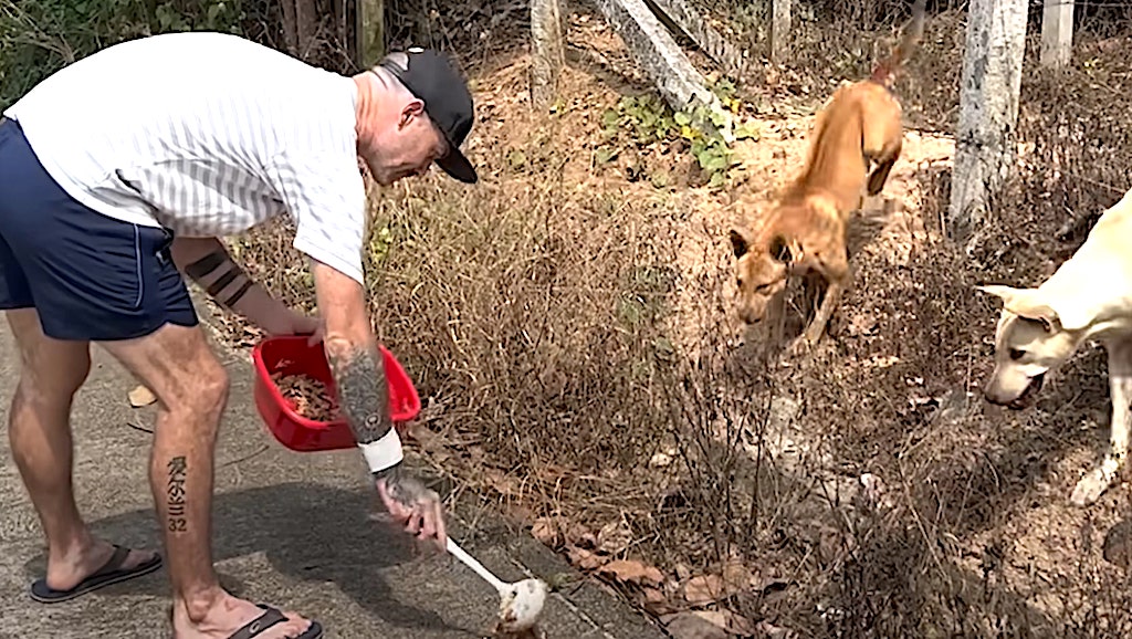Kind Man Quits Job to Save Street Dogs in Thailand